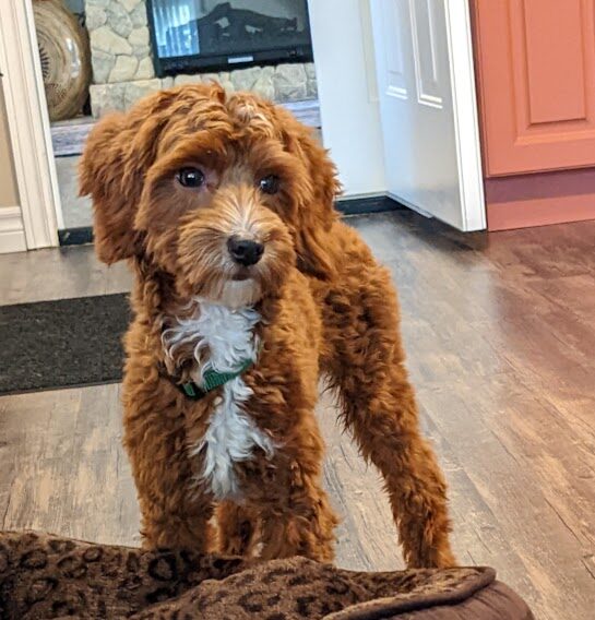 Austin - Goldenbelle Doodles