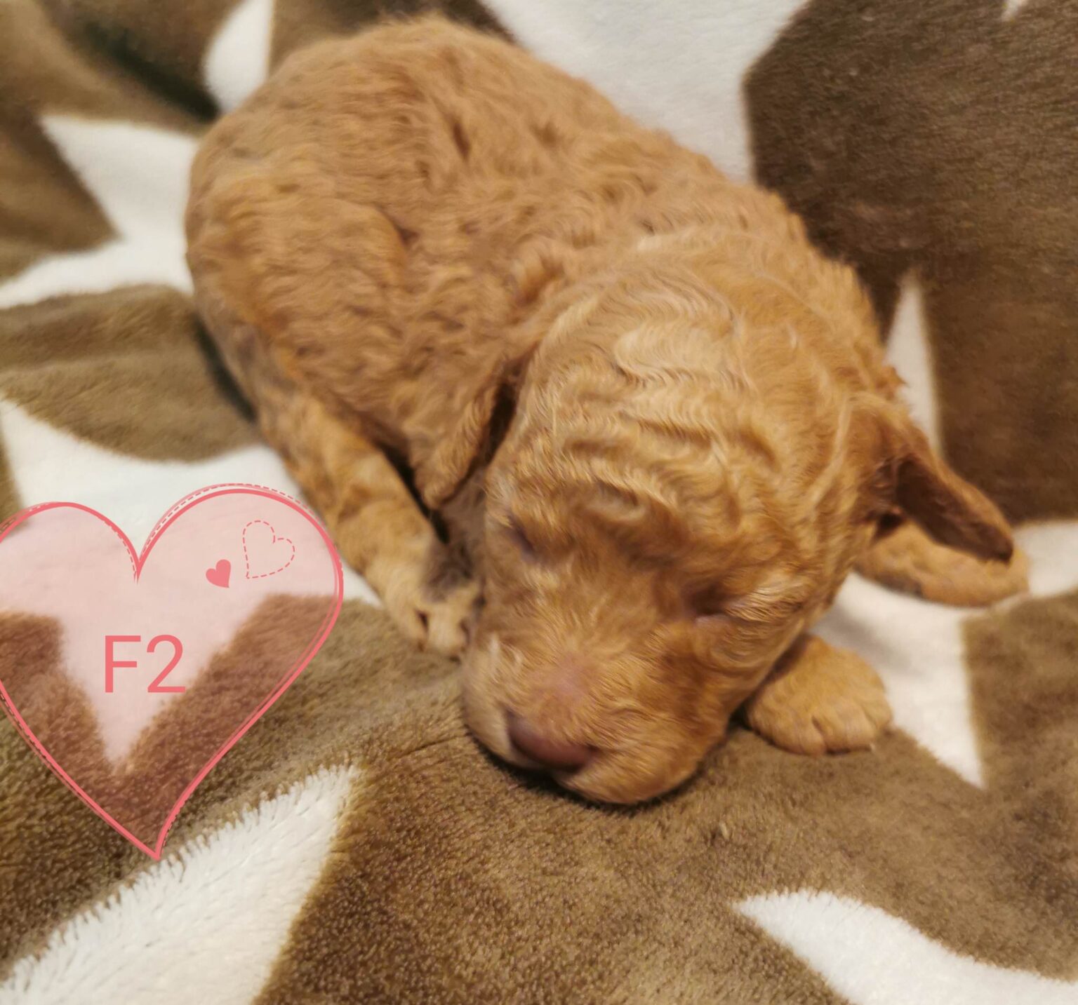 Petite Goldendoodles & Doodles for Sale in Canada | Goldenbelle Doodles