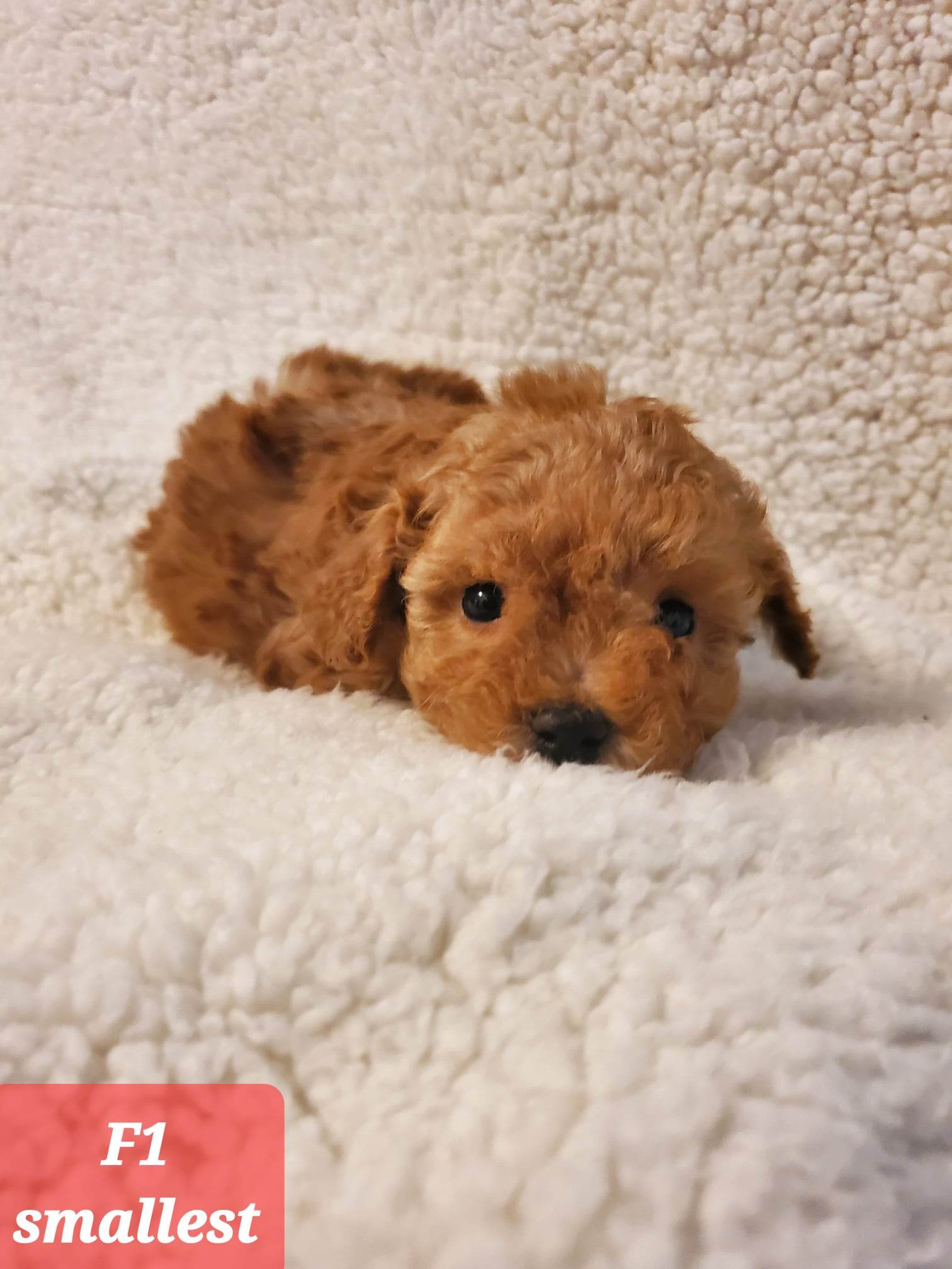 Miniature Goldendoodle & Labradoodle Puppies for Sale | Goldenbelle Doodles