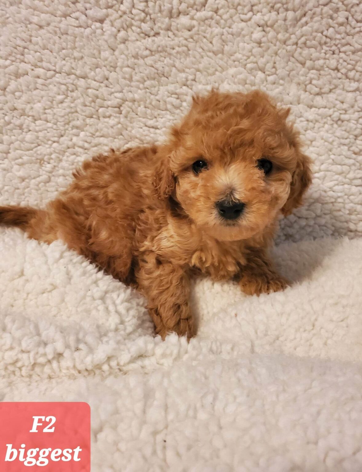 Miniature Goldendoodle & Labradoodle Puppies for Sale | Goldenbelle Doodles
