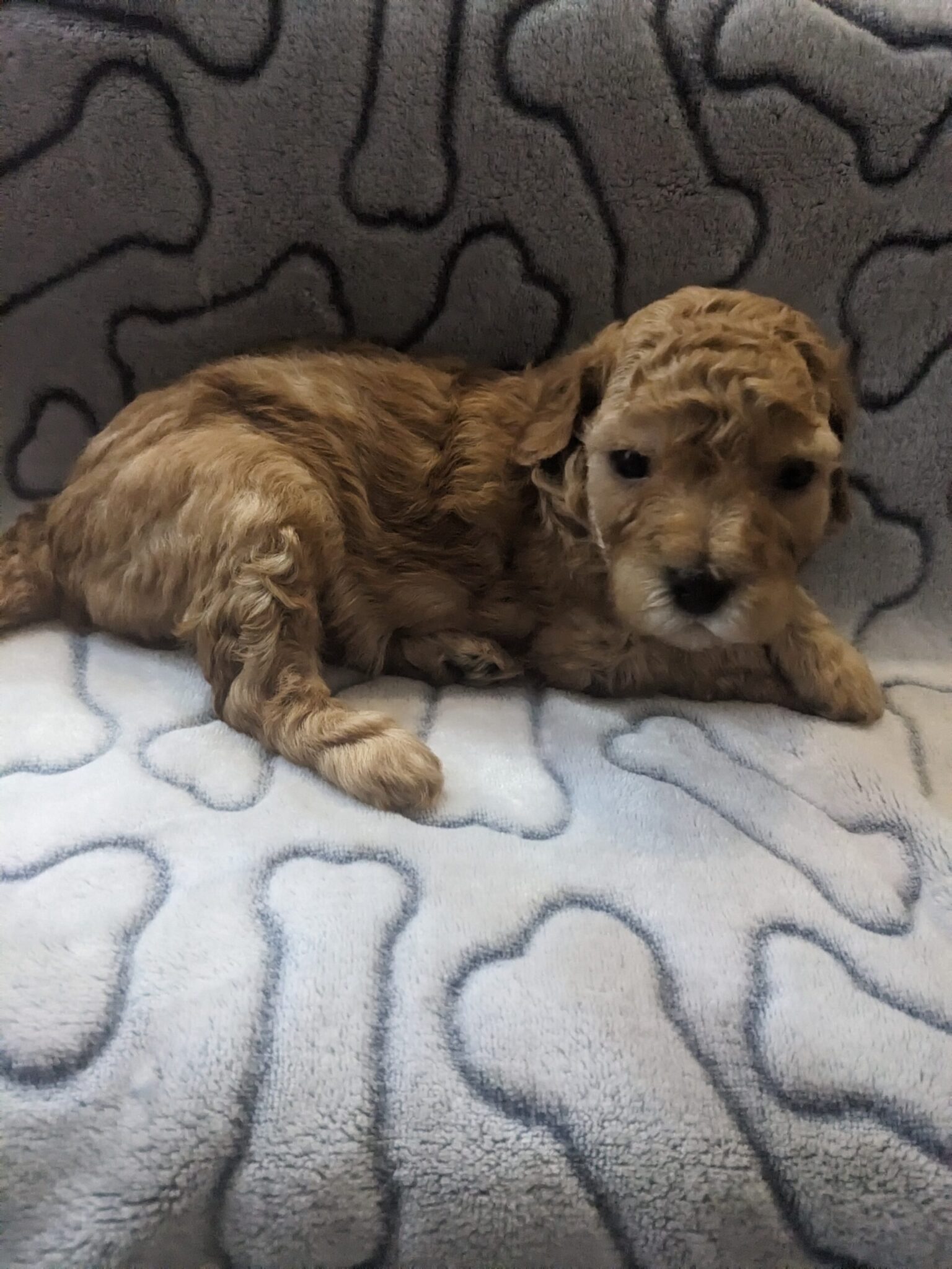 Petite Goldendoodles & Doodles for Sale in Canada | Goldenbelle Doodles