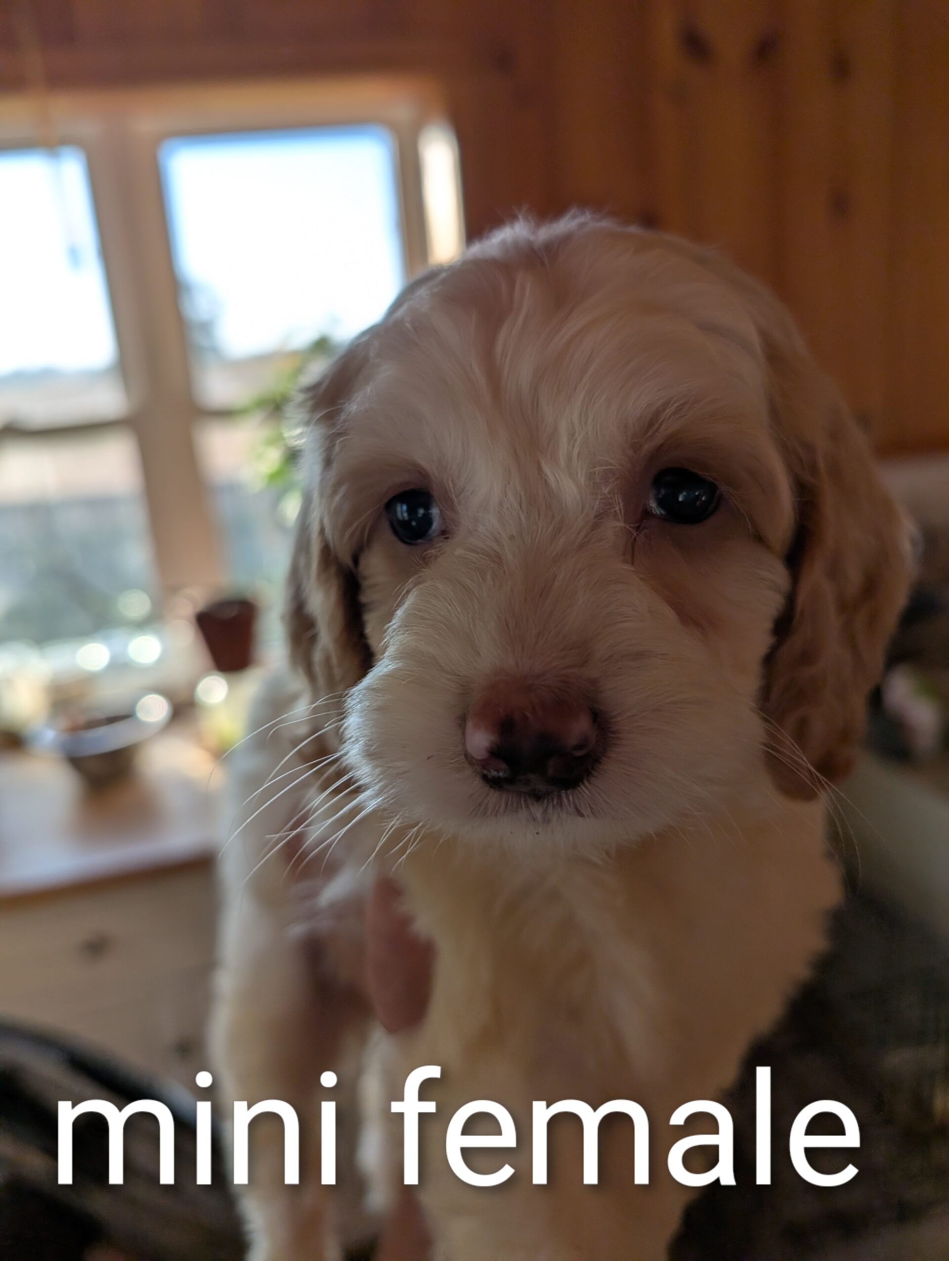 Mini Doodles - F1 & F1B Mini Goldendoodle Puppies for Sale in Ontario ...